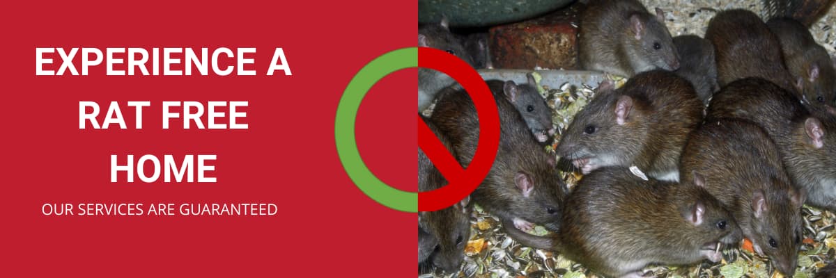 Contact Us - Rat Control Services