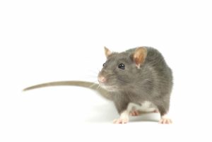 What diseases are spread by rats - Rat Control